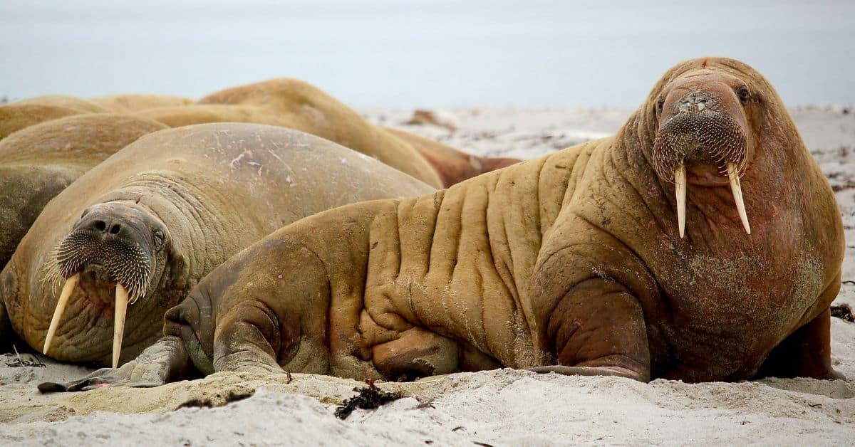 How a Walrus Made Me a Better Writing Coach - Karin Adams